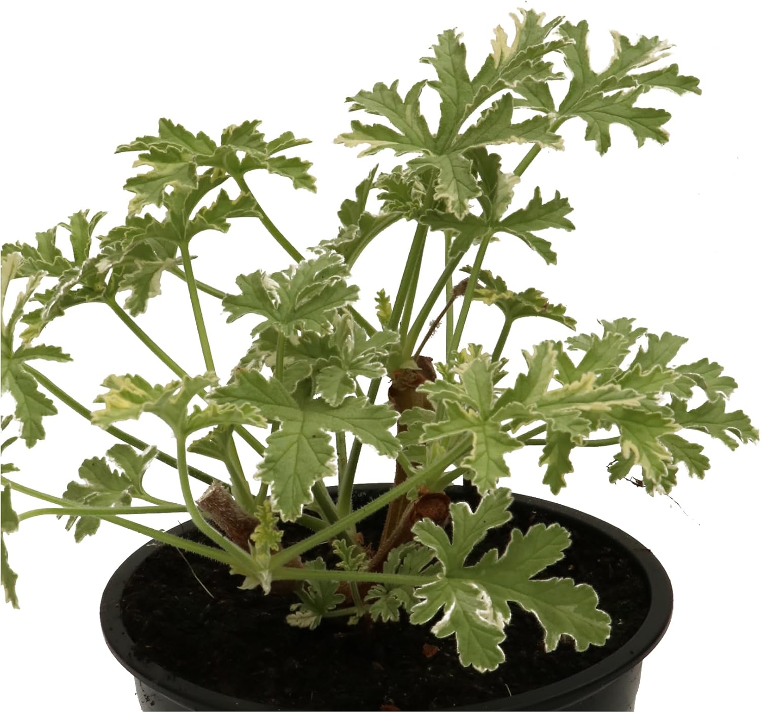 Scented Geranium Lady Plymouth - 3 Established Plants Sensory Garden ...