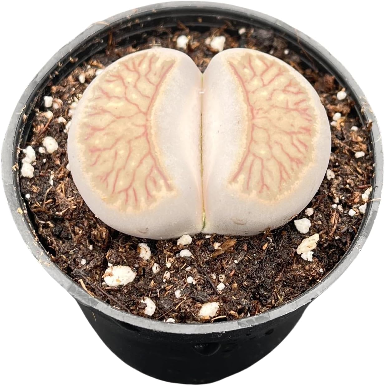 Amazon.com : Living Stones Seeds Lithops, Pebble Plants Perennial Low ...