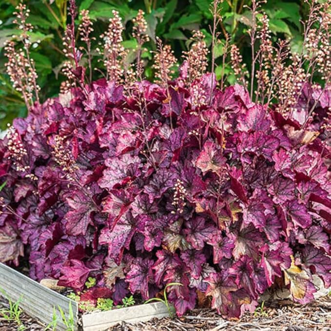 Amazon.com : Pack 2 Live Purple Heuchera Plants, Perennial Coral Bells ...