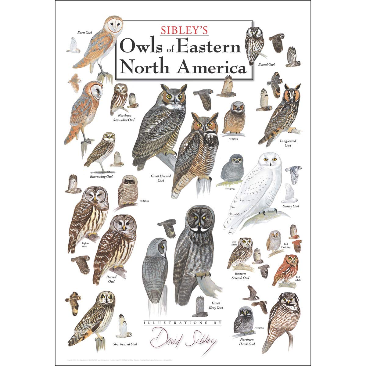 Owl Breeds Chart