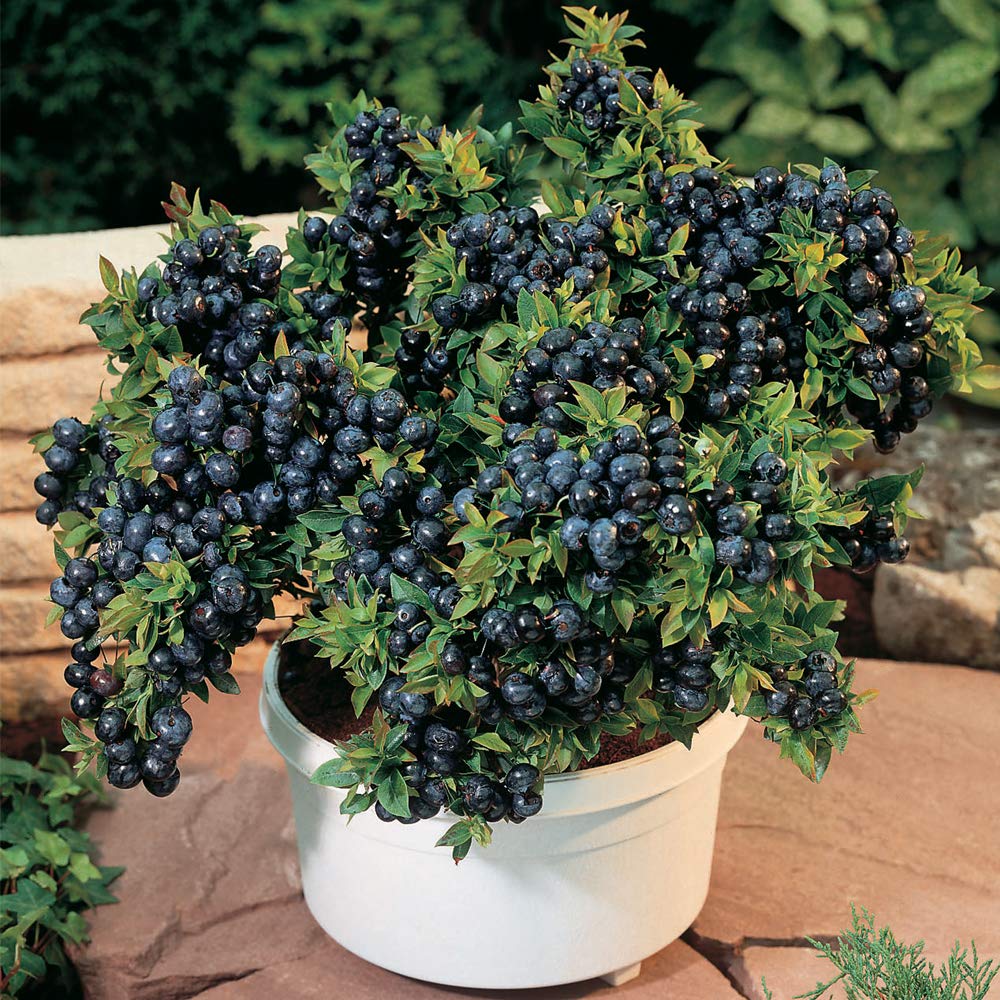 Buy Potted Hardy Garden Dwarf Blueberry, Heavy Cropping Compact Fruit ...