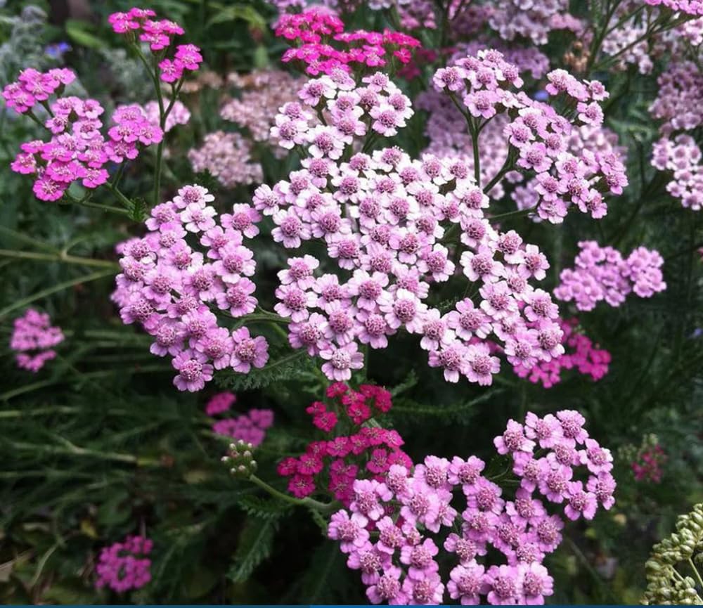 Amazon.com : 50+ Colorado Pastel Mix Yarrow Flower Seeds Summer Berries ...