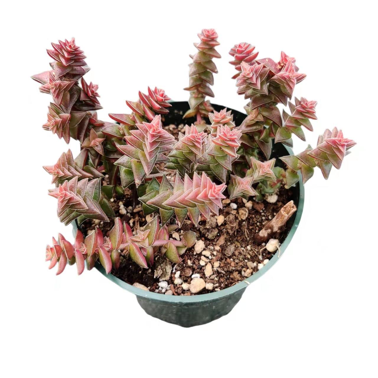 Amazon.com : FOLIAGEMS Live Succulent Cactus Plants from USKC (4"Pot ...