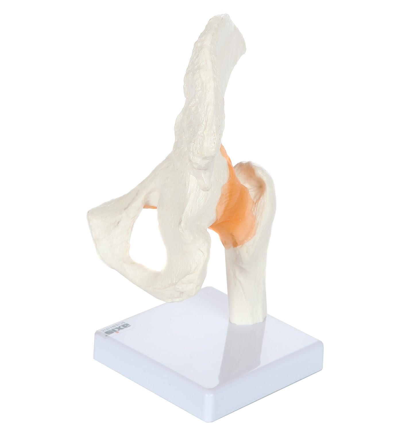 Axis Scientific Premium Life Size Hip Bone Model with Flexible ...