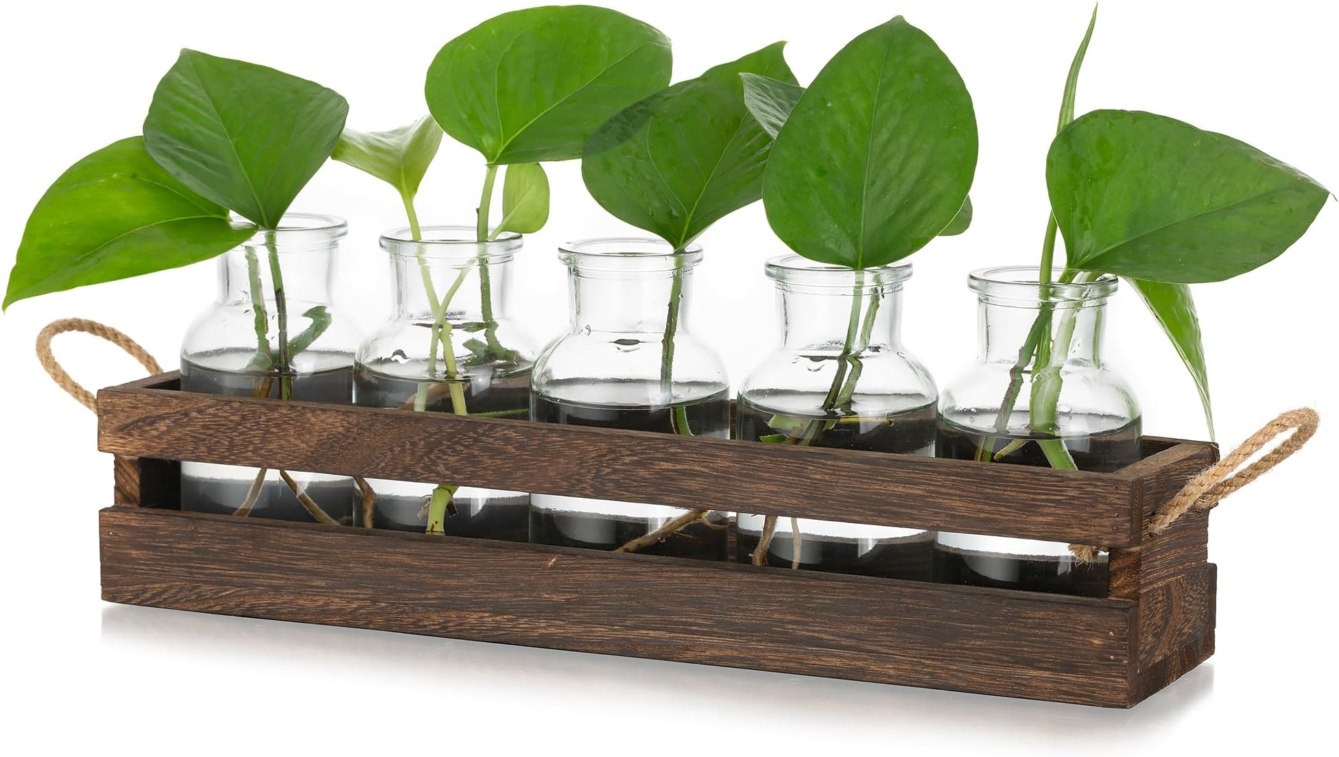 Amazon.com: Glasseam Plant Propagation Station Jars - Rustic Indoor ...