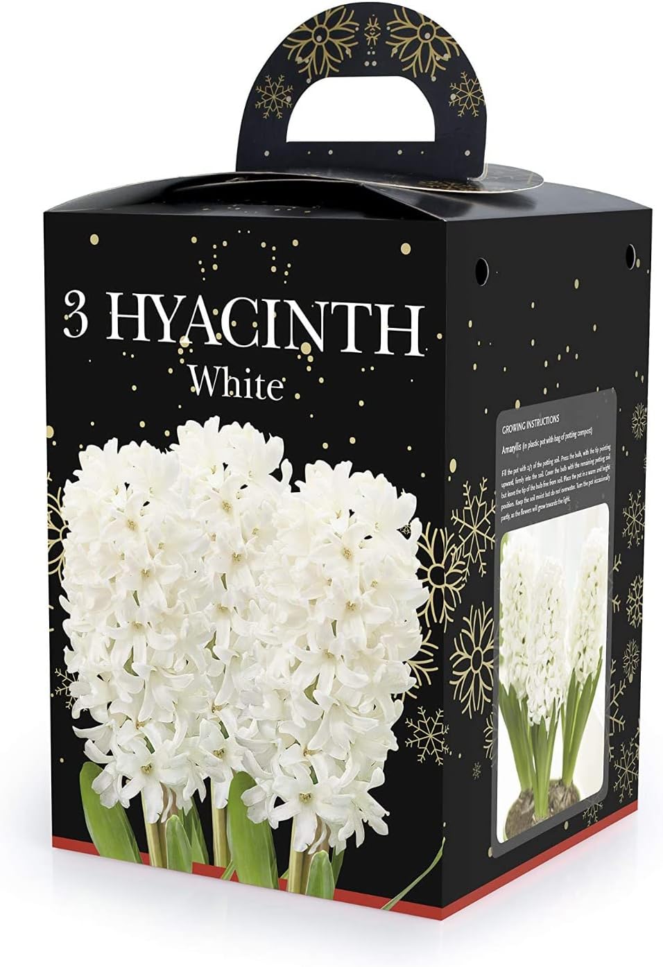 Jamieson Brothers Hyacinth Bulbs White -3 Bulbs - Gift kit Box : Amazon ...