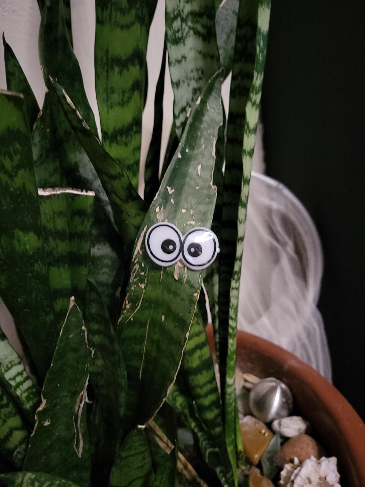 Amazon.com : H1vojoxo 12PCS Cute Plant Magnets Eyes for Potted Plants ...
