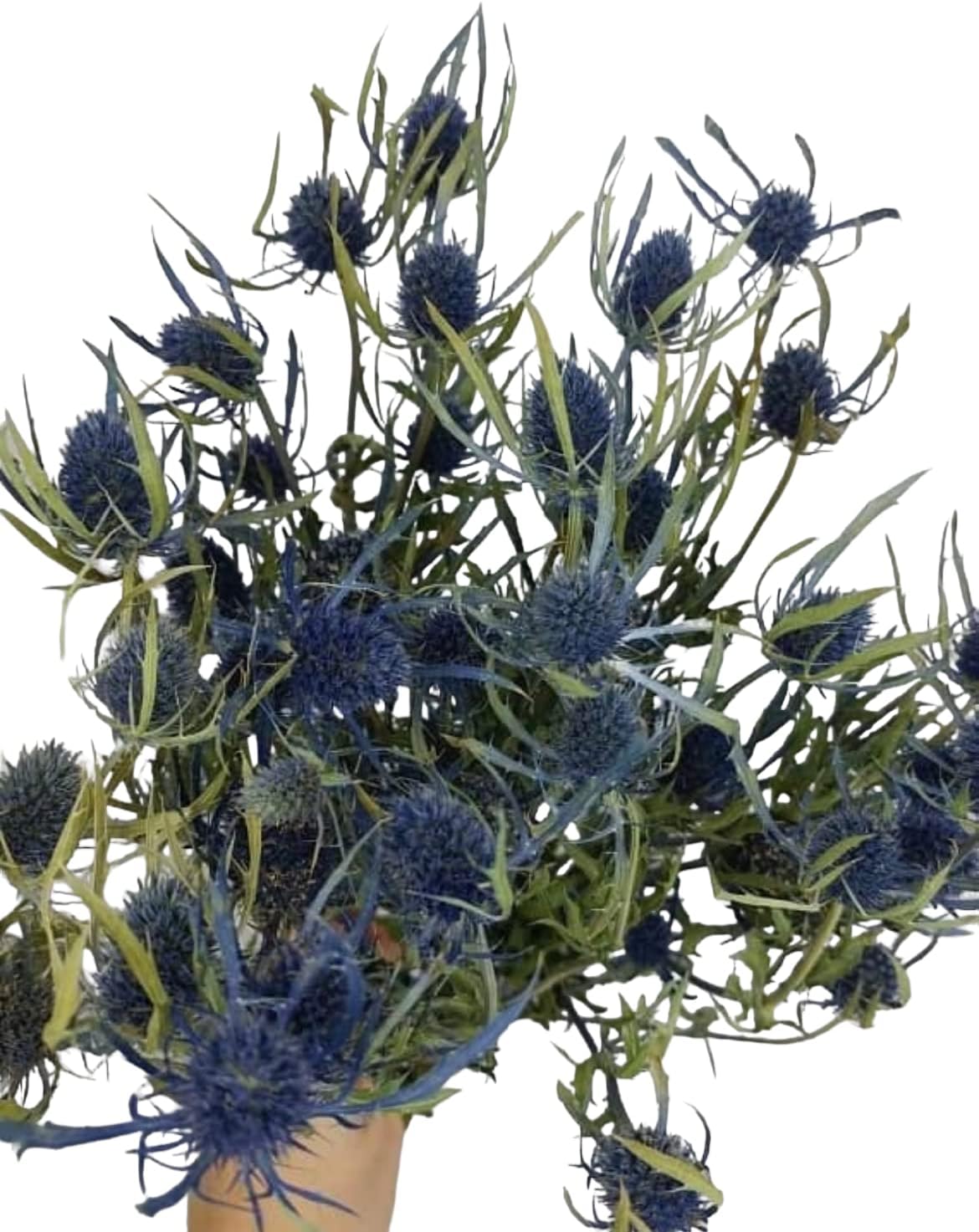 Amazon.com: Dried-Preserved Blue Thistle Sea Holly 10 STEM / 60 Thistle ...