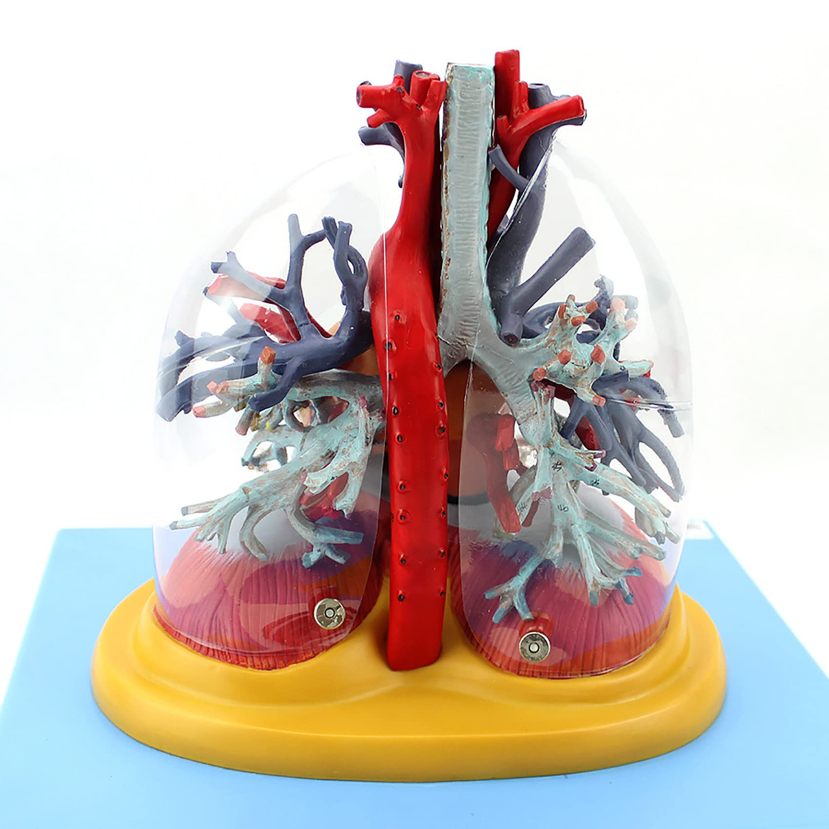 Jjff Human Organs Anatomy Model Human Heart Lung Tracheobronchial ...