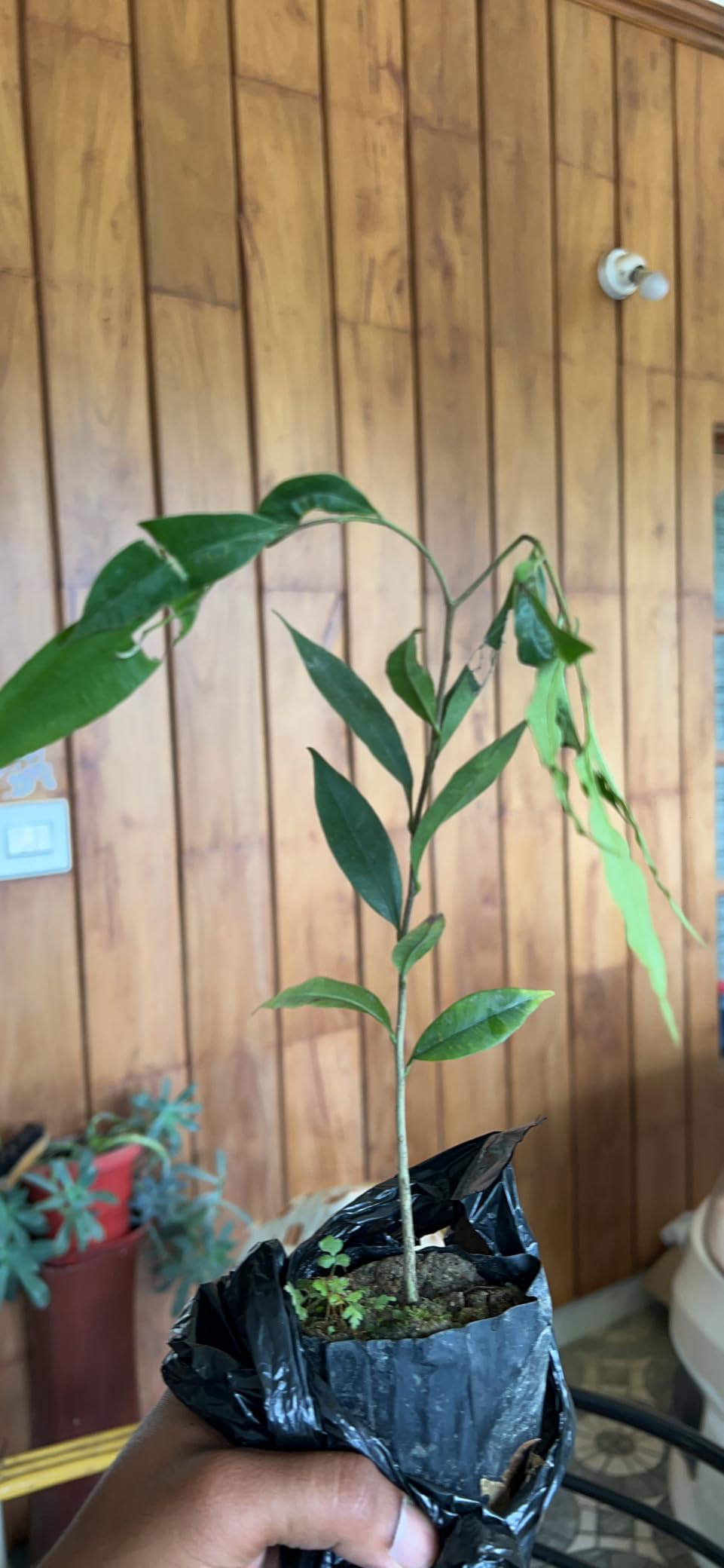 Live Assam Grown Agar Wood Plant//most expensive Scented Wood plant ...