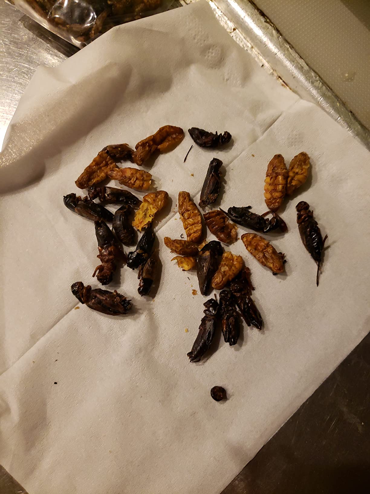 Amazon.co.jp: 昆虫食 昆虫ミックス Mixed Bugs 15g コオロギ＆ワーム 幼虫 : ペット用品