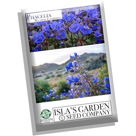 Amazon.com : 200 CALIFORNIA BLUEBELL (Wild Canterbury Bells / Desert ...