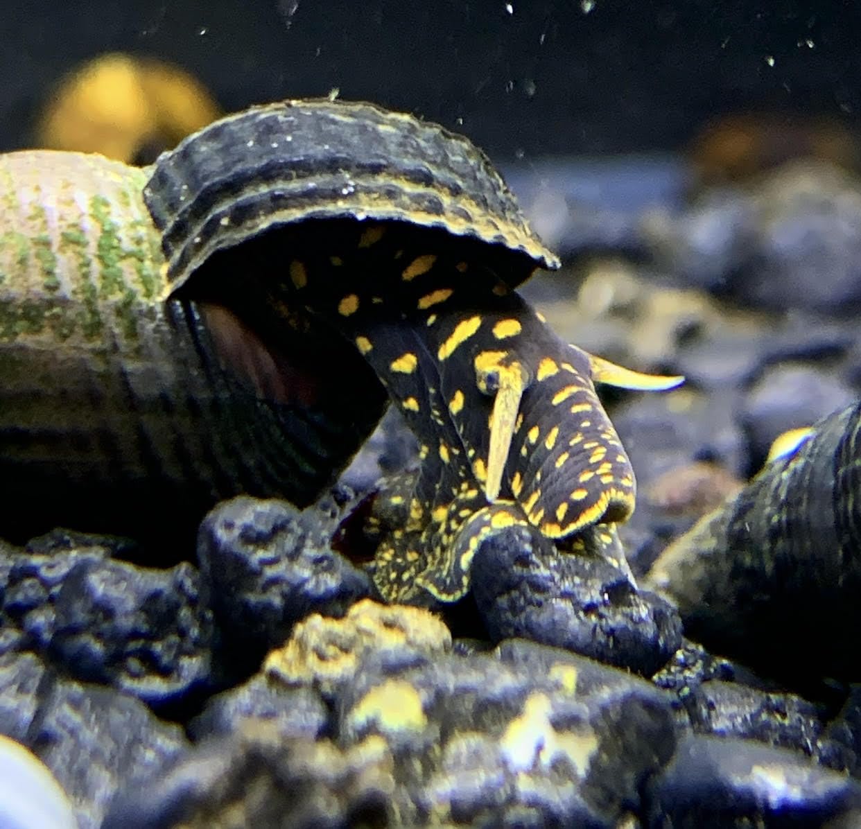 Rabbit Snails Freshwater