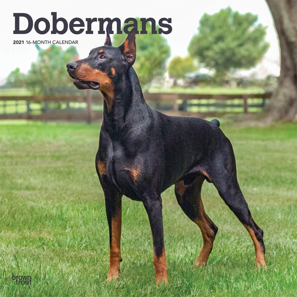 Dobermans 2021 Calendar : Browntrout Publishing: Amazon.ca: Office Products