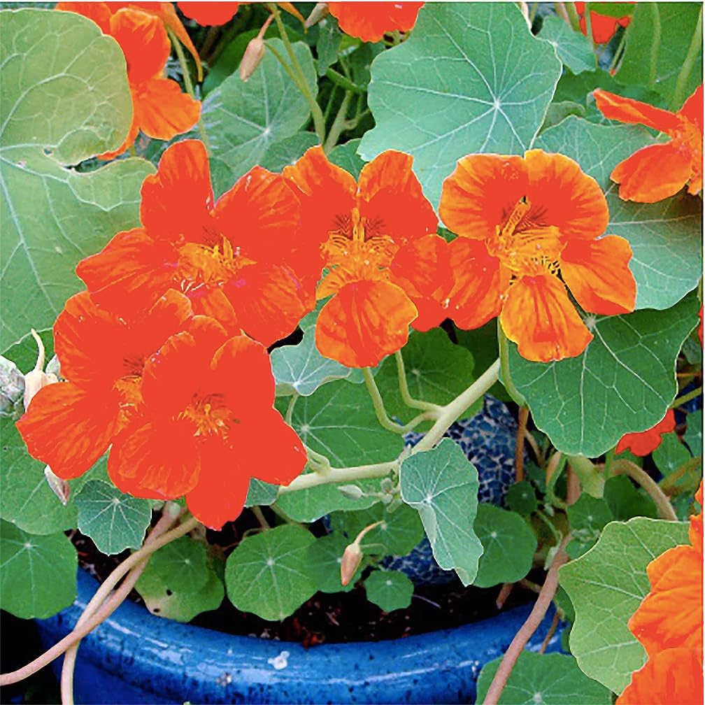 Amazon.com : Spitfire Nasturtium Seeds - Bright Vermillion - 30 Seeds ...