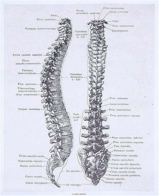 ULTECHNOVO Human Spine Poster Anatomy Teaching Chart Doctor Posters 3 ...