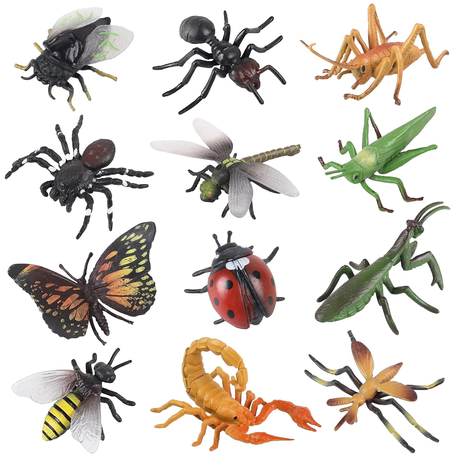Insects Pictures For Kids