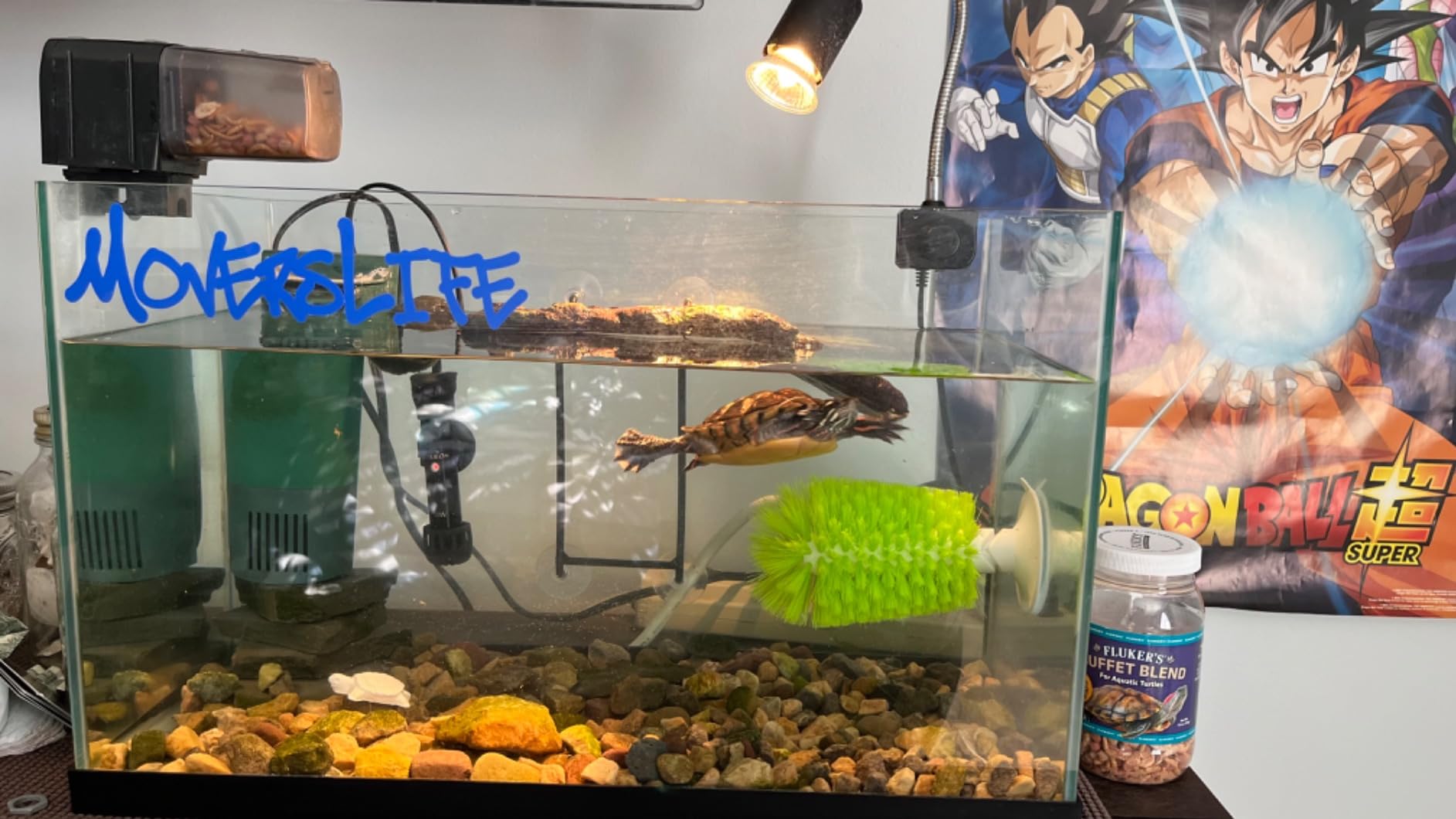 Amazon.com: Turtle Scrub Brush, Turtle Scratches Back Brush Turtle ...