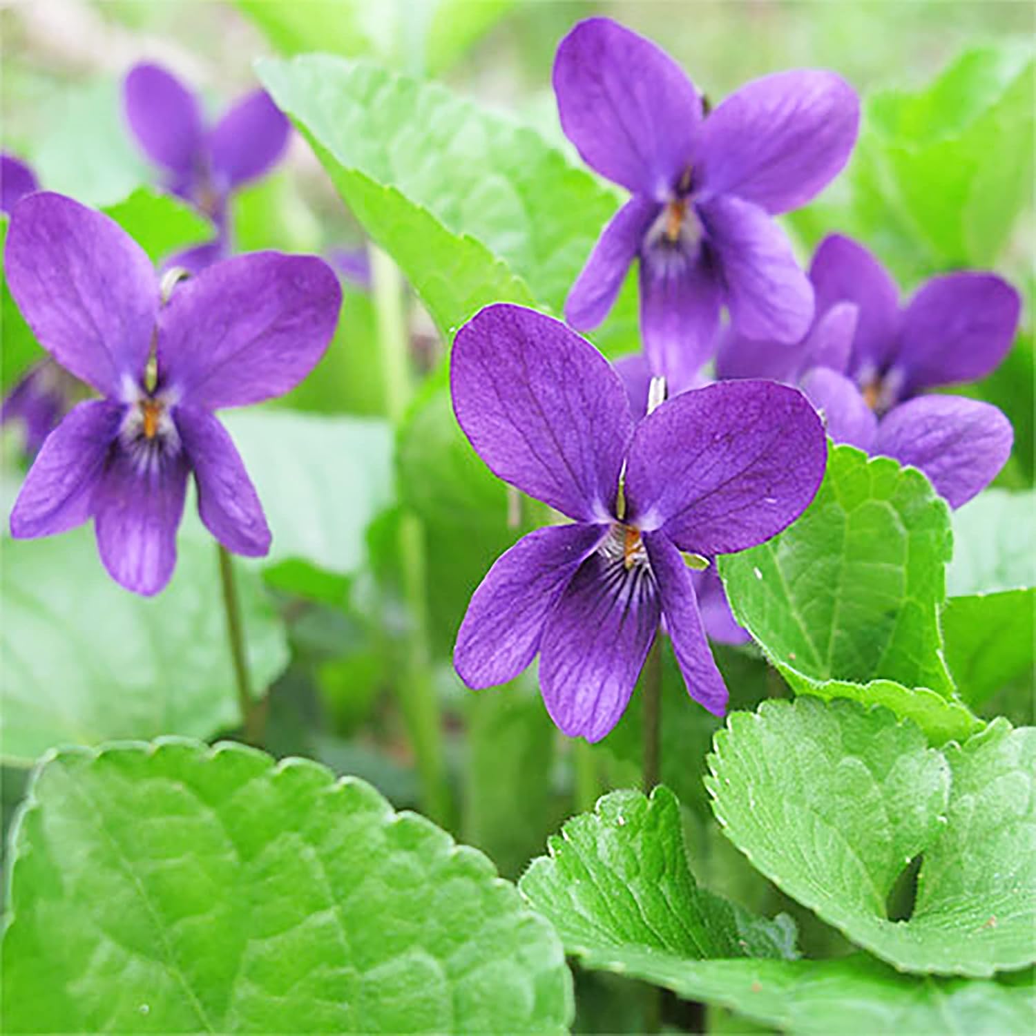 QAUZUY GARDEN 40 semillas de violeta inglesa dulce (Viola Odorata ...
