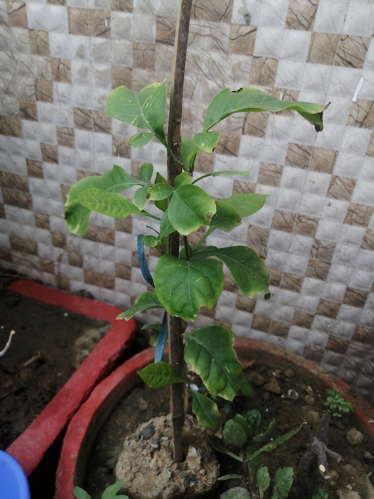 GREEN PARADISE ® Bel Patra Aegle Marmelos (Multicolour) : Amazon.in ...