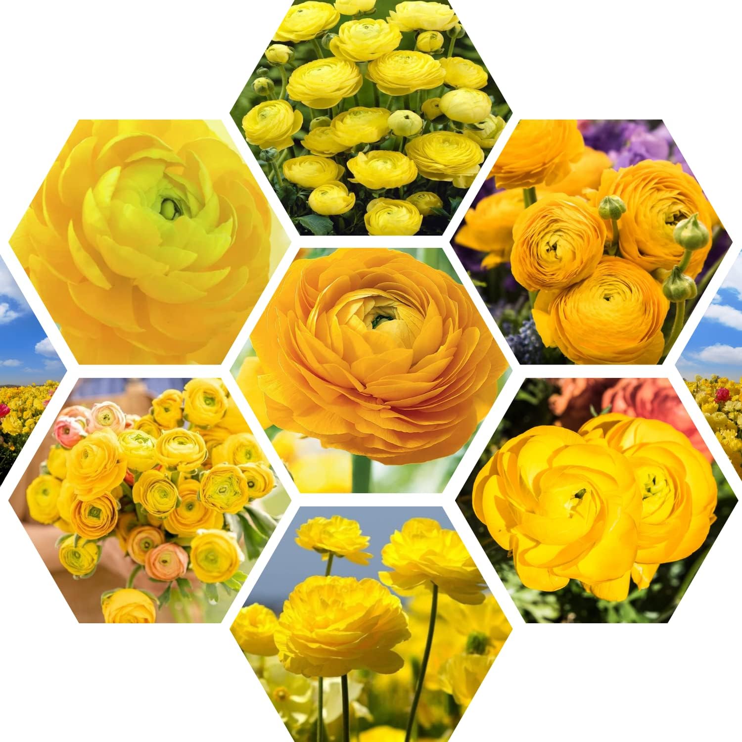 Amazon.com : 30 Ranunculus Bulbs for Planting, Yellow Ranunculus Corms ...