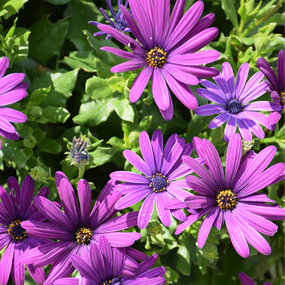 Purple Daisy Like Flower