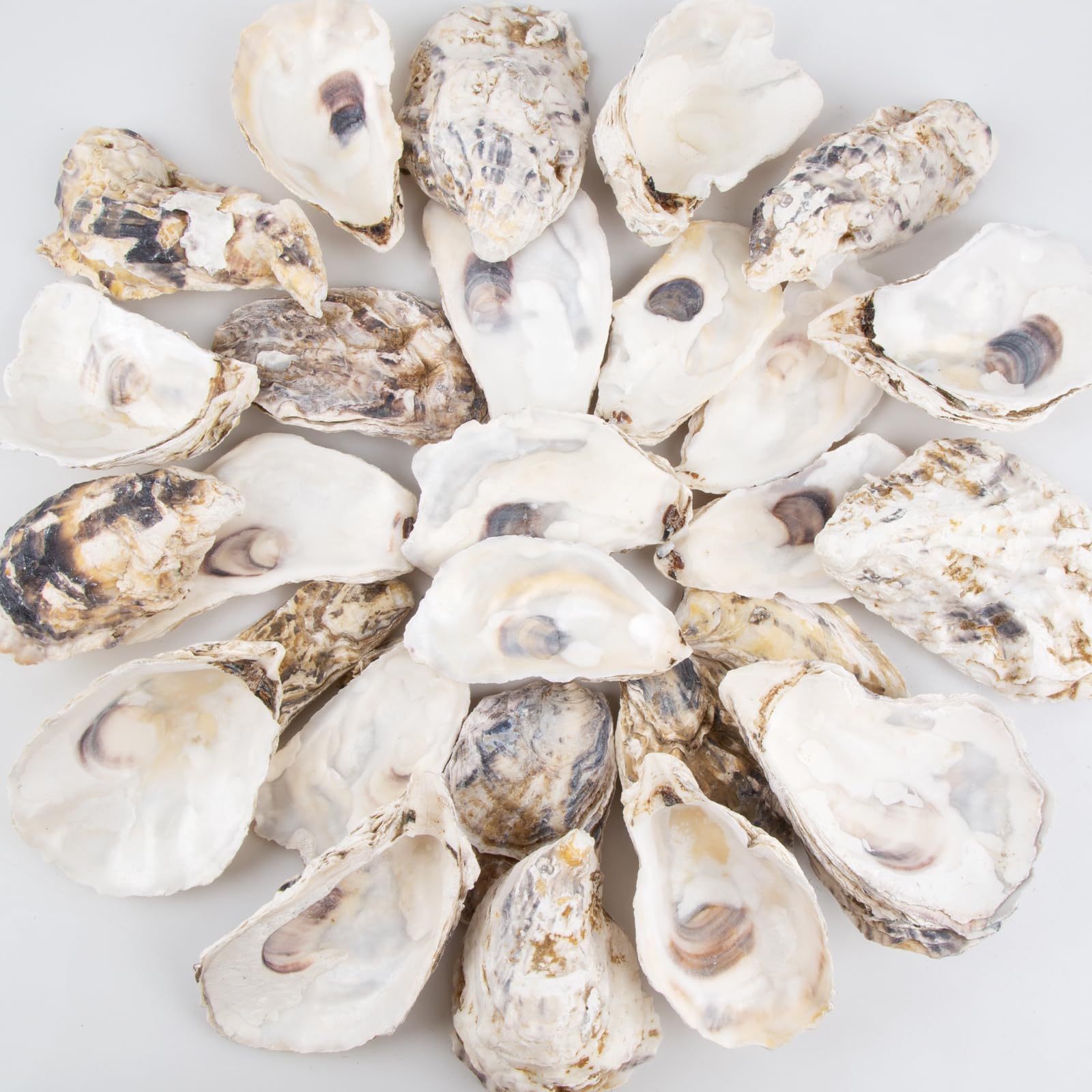 Amazon.com: Heyiwell 5PC Natural Oyster Shells for DIY Crafts, Arts and ...