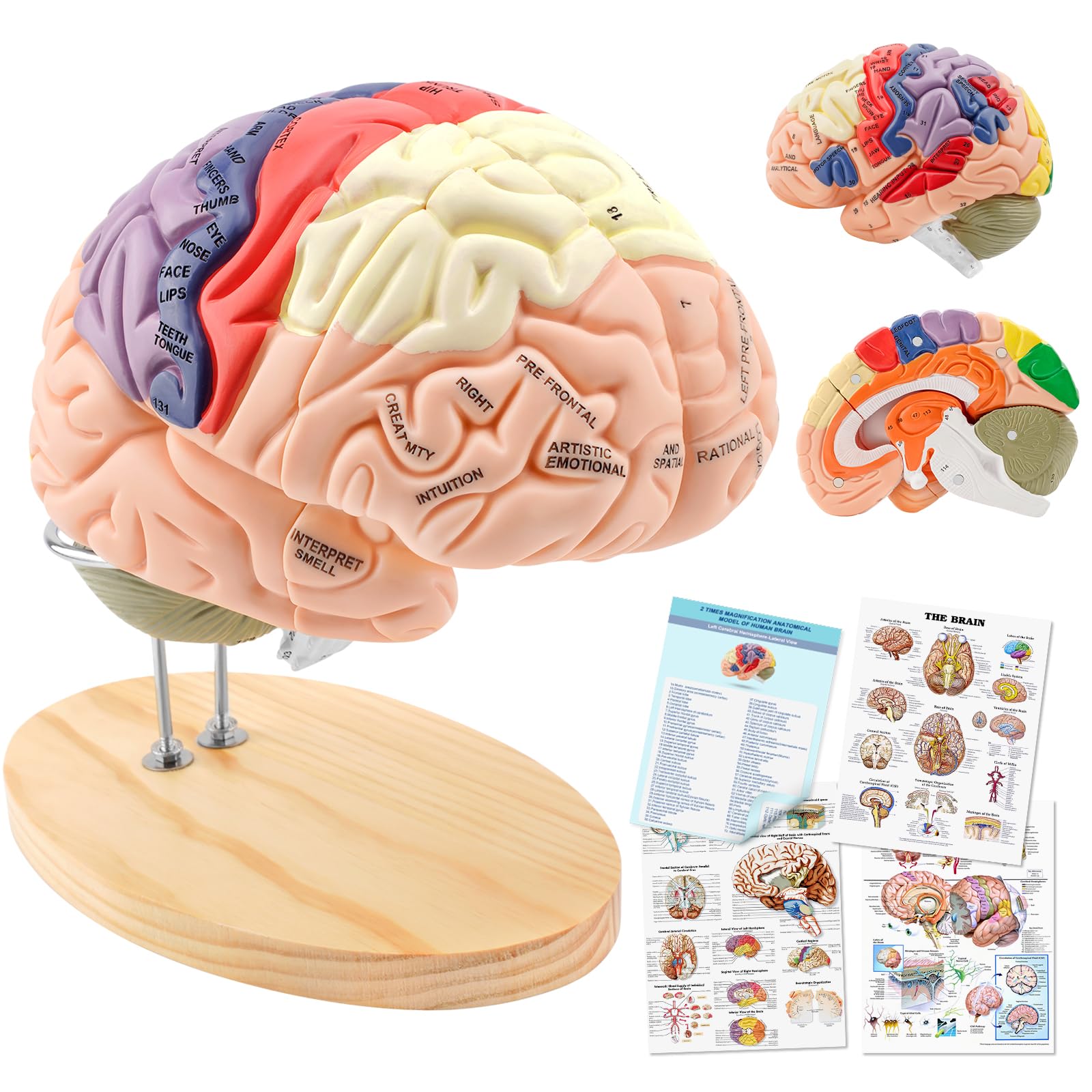 Amazon.com: YRRDE Human Brain Model for Neuroscience Teaching with ...