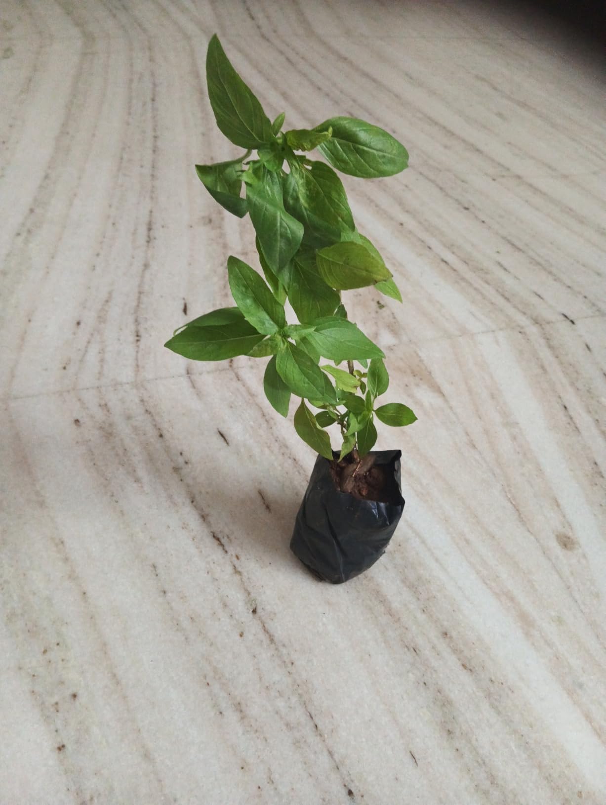 Sabja plant, sweet basil, thiruneetru pachilai : Amazon.in: Garden ...