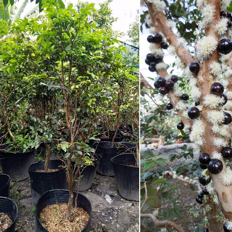 Jabuticaba Em Espanol Jabuticaba Peel Improves Nutritional