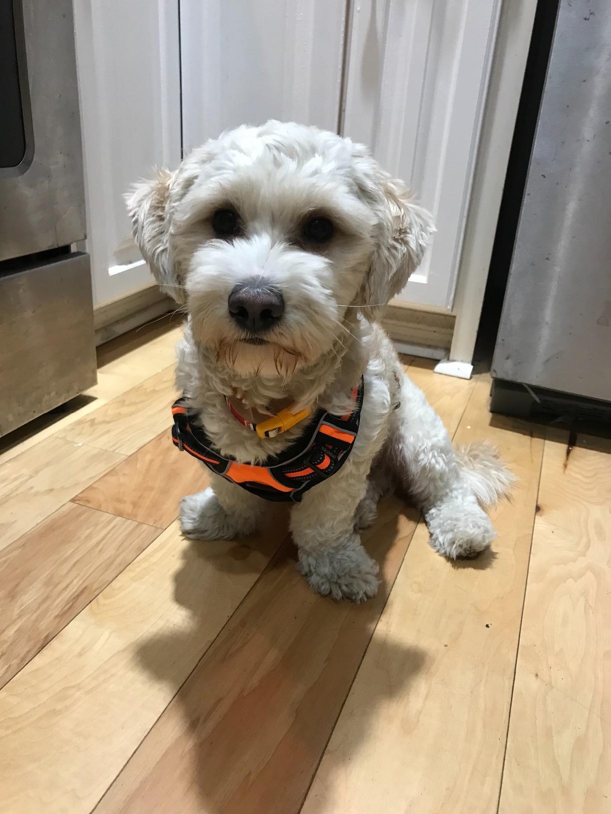 Amazon.com : Otterly Pets Dog Harness Sets for Medium to Large Dogs ...