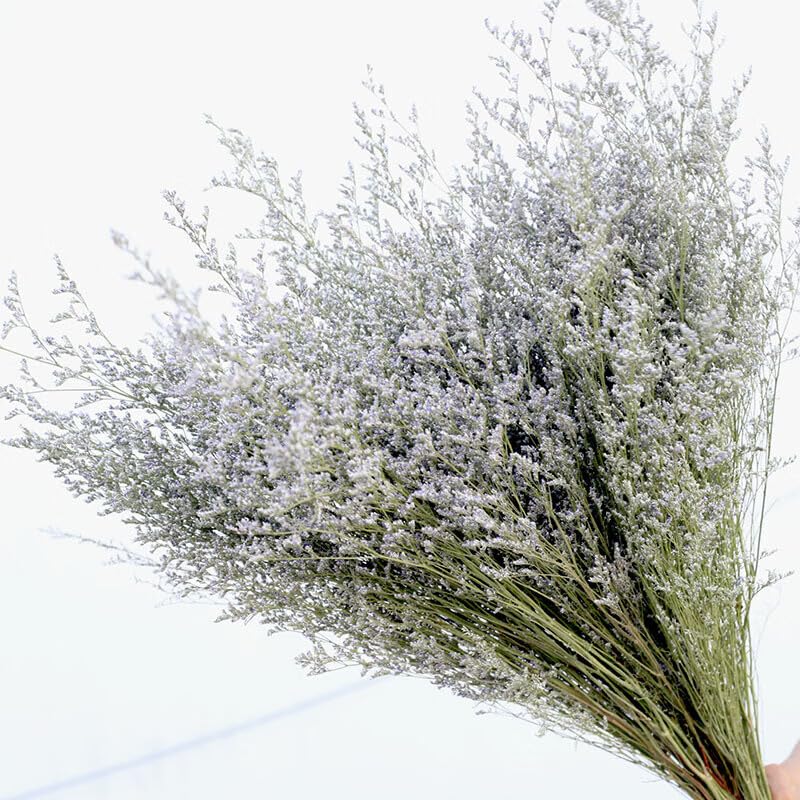 Amazon.com: 19-23inch Preserved Natural Limonium Bouquet, 28+ Stems ...