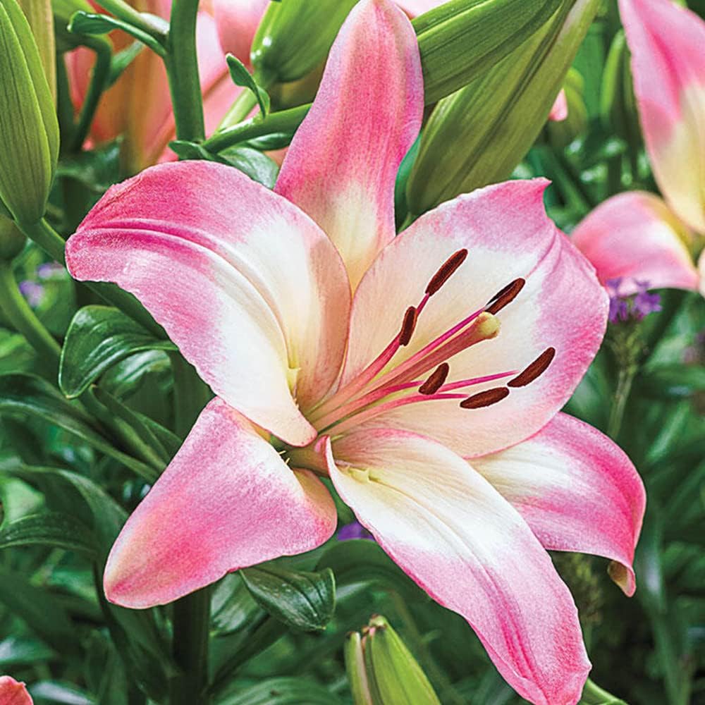 3 x Lilium Asiatic for Pots - Summer Flowering Bulbs - Perennial - for ...