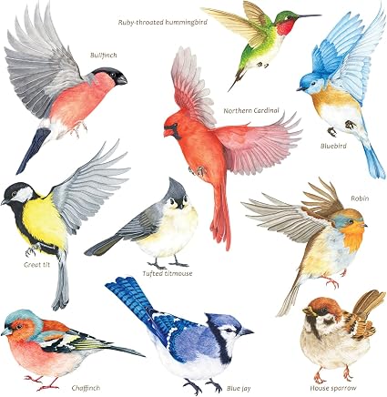 DECOWALL CDS2-9001 10 Beautiful Garden Birds Static Cling Window ...