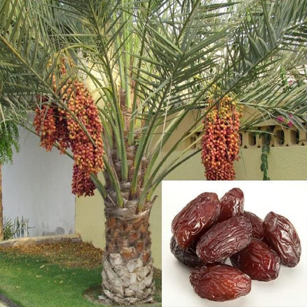 Adhikaryshop Live Arabian Variety Healthy Date Plant Khajoor Plant ...