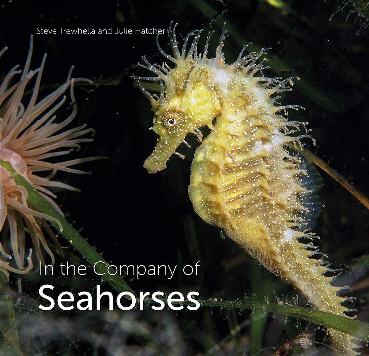 Amazon.com: In the Company of Seahorses (Wild Nature Press ...