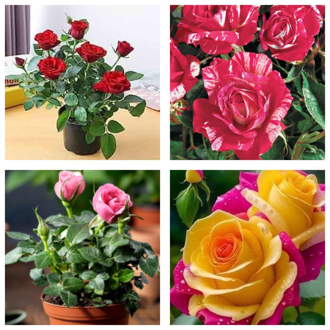 12-Month Hybrid Rose Live Plant Combo Pack - Set of 4 Multicolor Hybrid ...