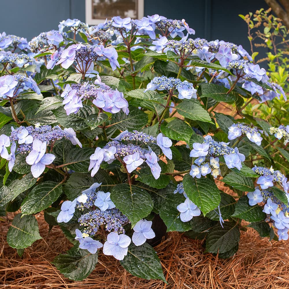 Lacecap Hydrangea Blue Wave