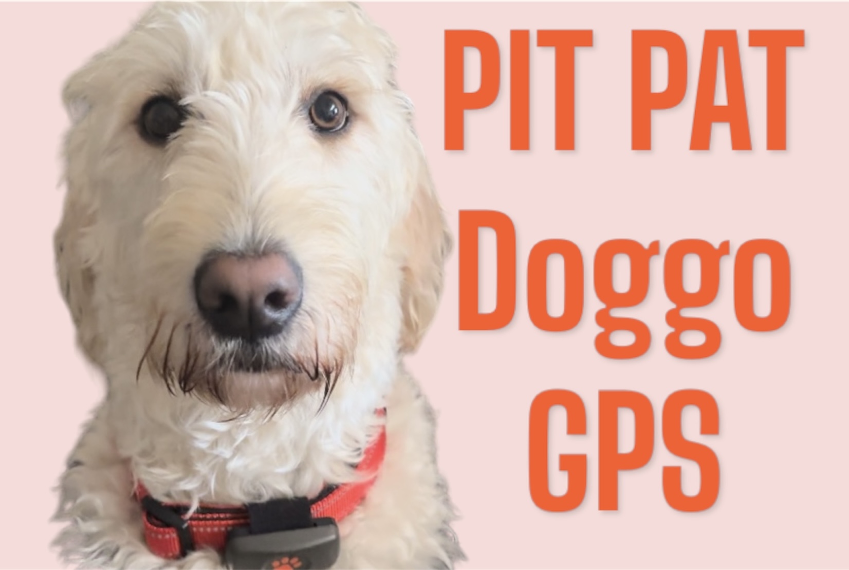 Watch Review of Pit Pat Dog GPS Tracker on Amazon Live