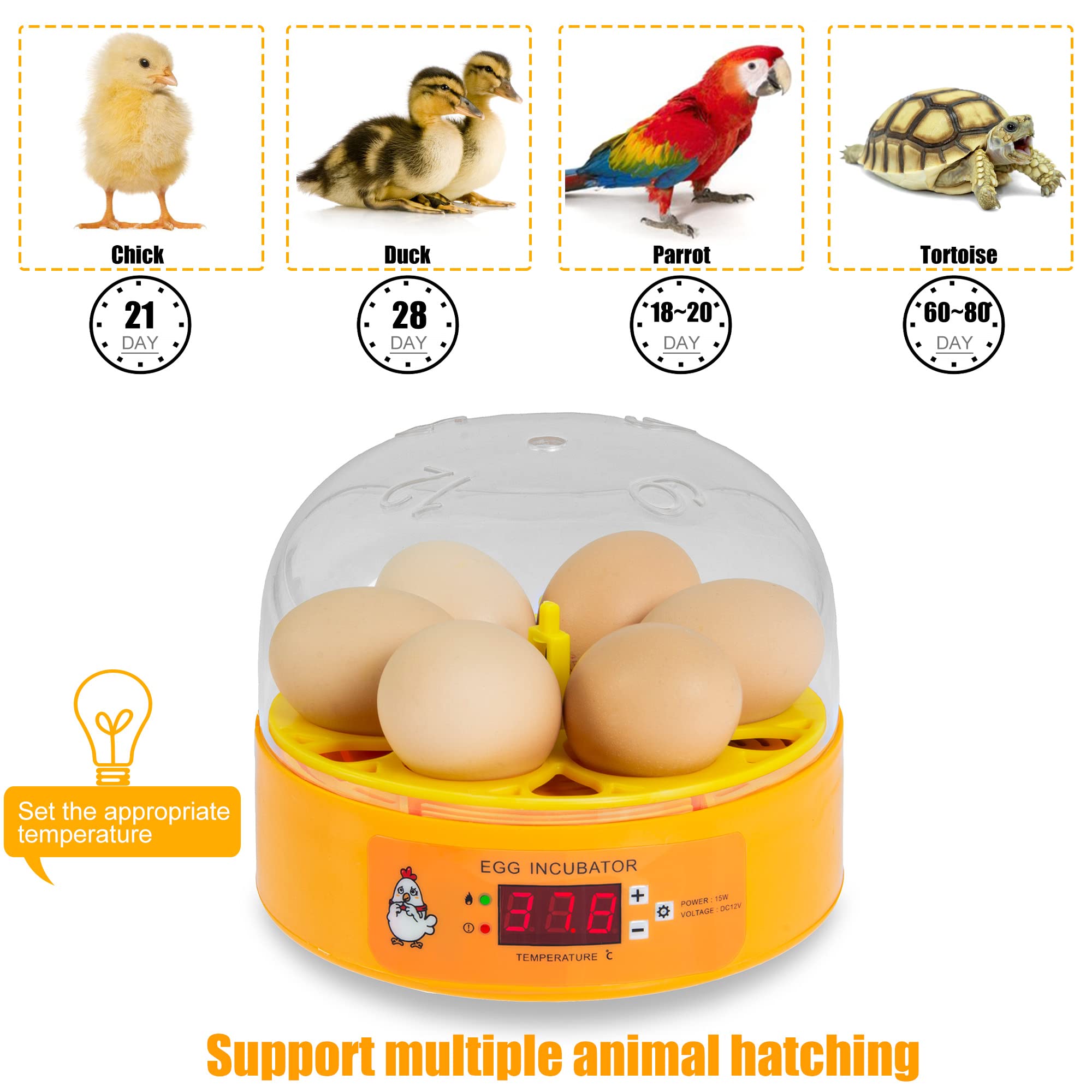 Guinea Egg Incubation