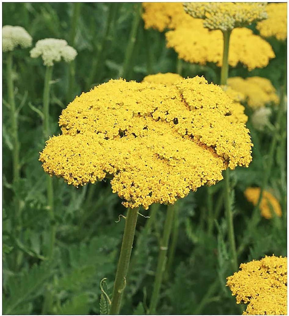 Amazon.com : Pink Cerise Queen Yarrow - A Favorite Perennial Wildflower ...