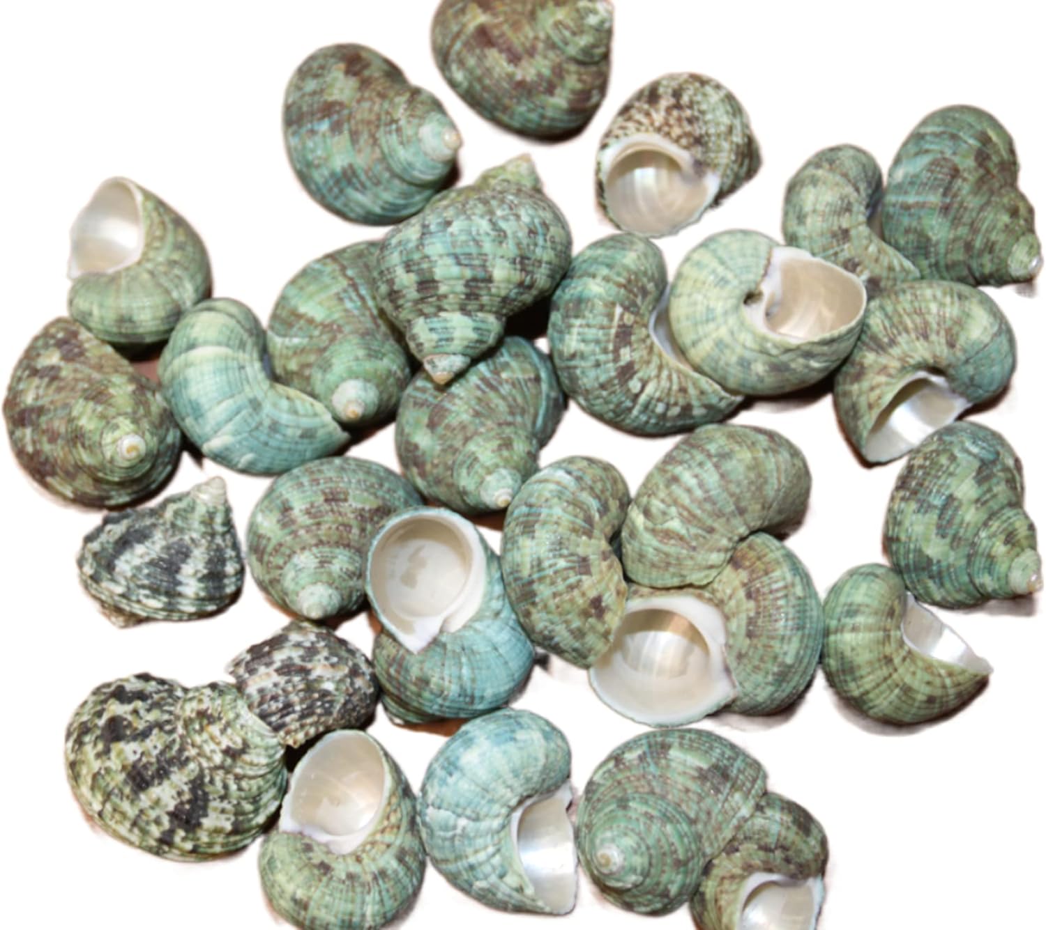 Amazon.com: Seashell Turbo Bruneus 1 LB Bag of Seashells Supplies for ...