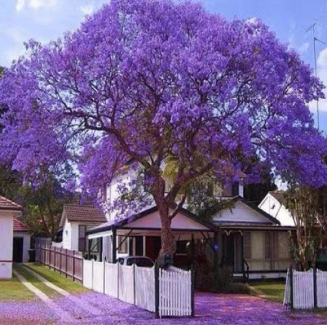 Amazon.com : 25 Blue Jacaranda Tree Seeds Purple Jacaranda Mimisifolia Flower Seeds : Patio ...