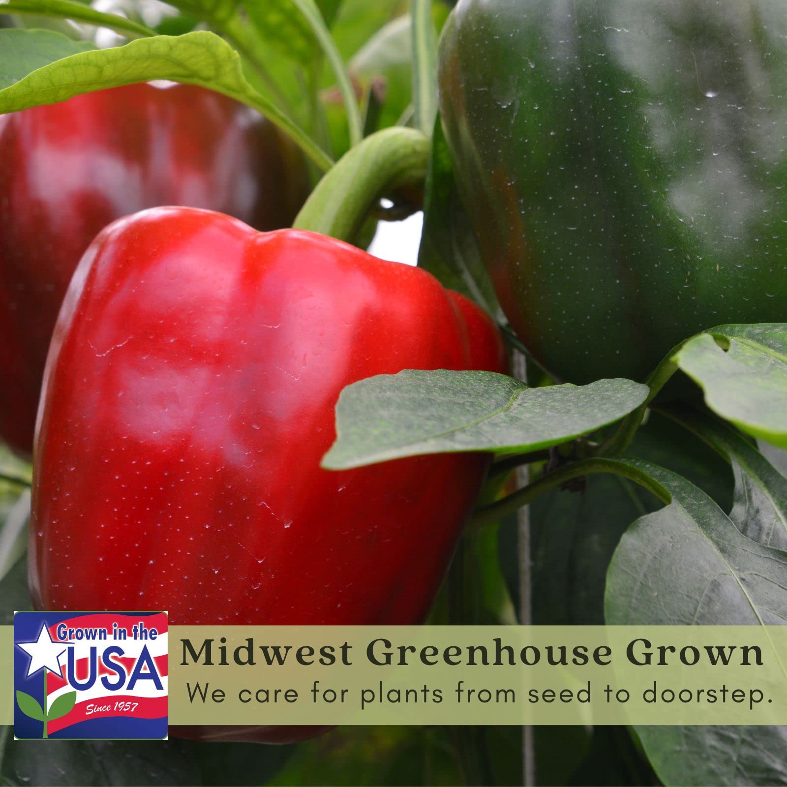 Red Bell Pepper Plant