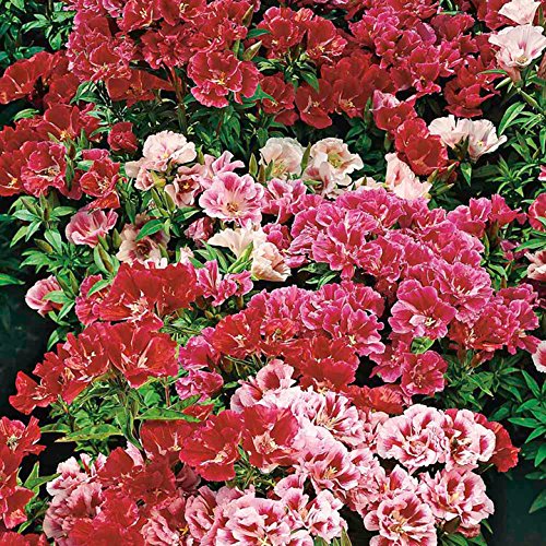 Creative Farmer Flower Seeds : Satin Flower Seeds For Terrace Garden ...