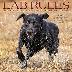 Amazon.com: Willow Creek Press Calendars, Lab Rules 2025 Wall Calendar : Willow Creek Press ...