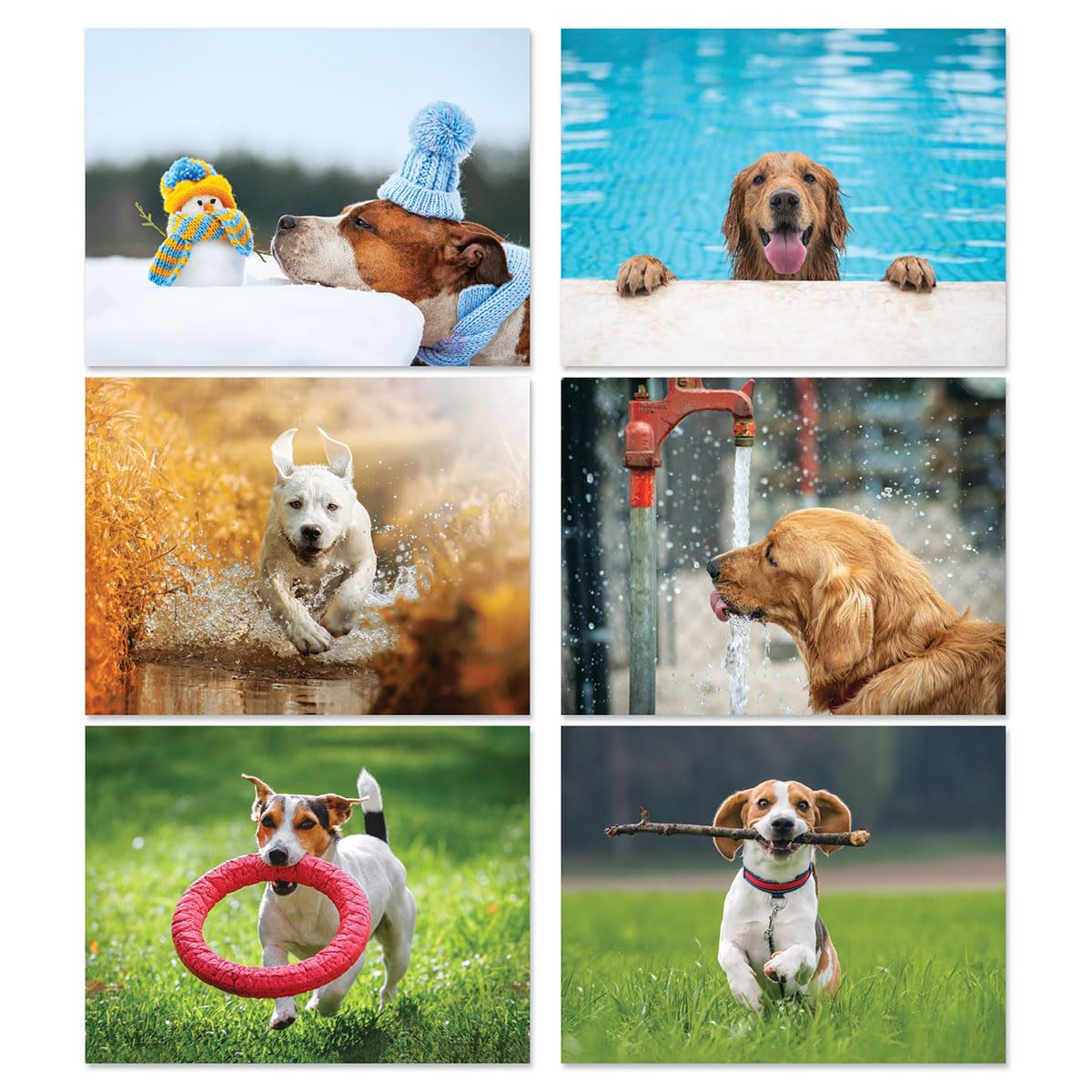 Snapklik.com : 2025 Playful Pups Dog Wall Calendar, 12-Inch X 9-Inch ...
