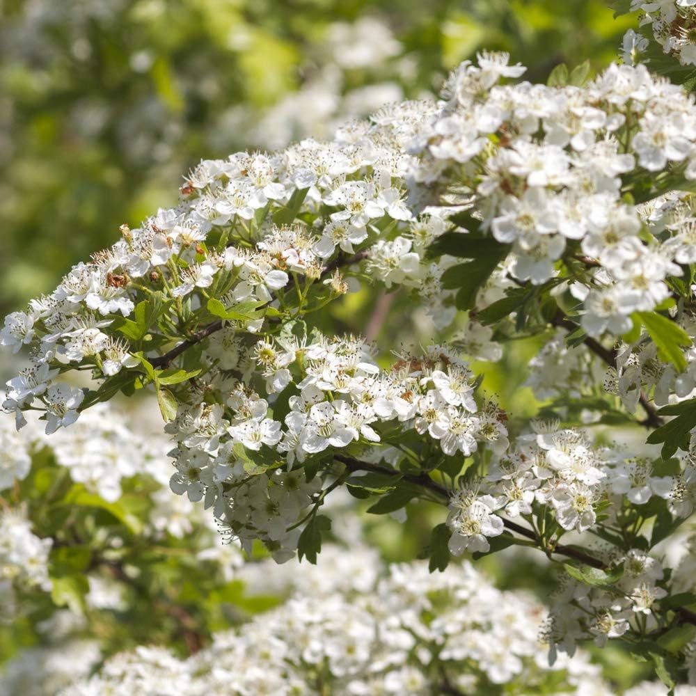 Hawthorn Plants Hedging Hardy Garden Plants, Low Maintenance, Quick ...