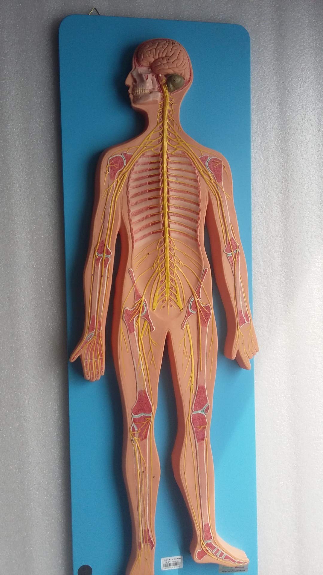 Buy LXT PANDA Human Circulatory System Model, Arterial and Venous ...