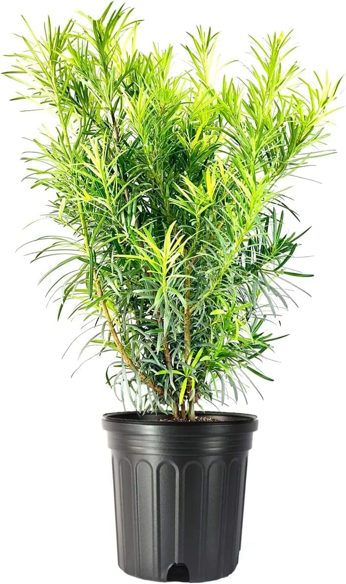 Amazon.com : Podocarpus Macrophyllus | 1 Extra Large 3 Gallon Plant ...